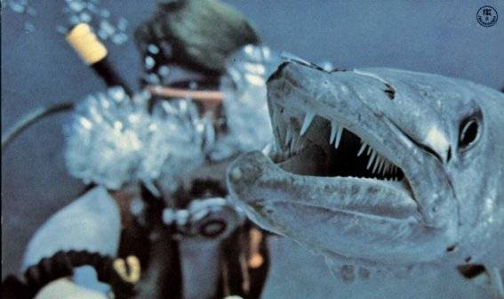 Movie Review: Barracuda (1978)